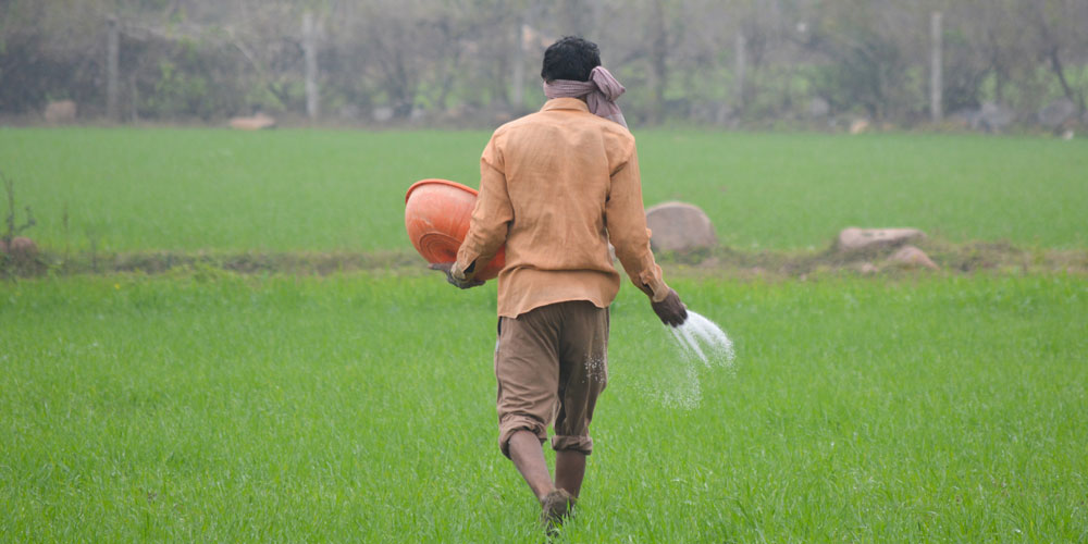 Diwali Gift for Farmers: ଦୀପାବଳି ପୂର୍ବରୁ ଦେଶର ଚାଷୀ ପାଇବ ବଡ ଉପହାର ...